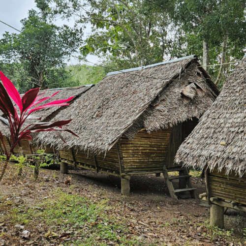 Volunteer in Borneo - Raleigh International